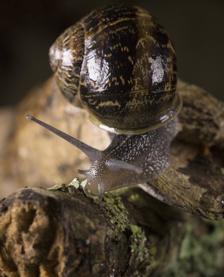 Snail sliding on a branch stock photo. Image of slowly - 55812408