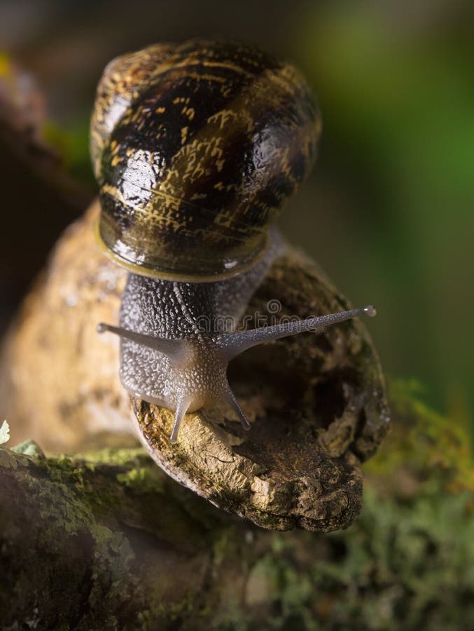 Snail sliding on a branch stock photo. Image of muscle - 55812948