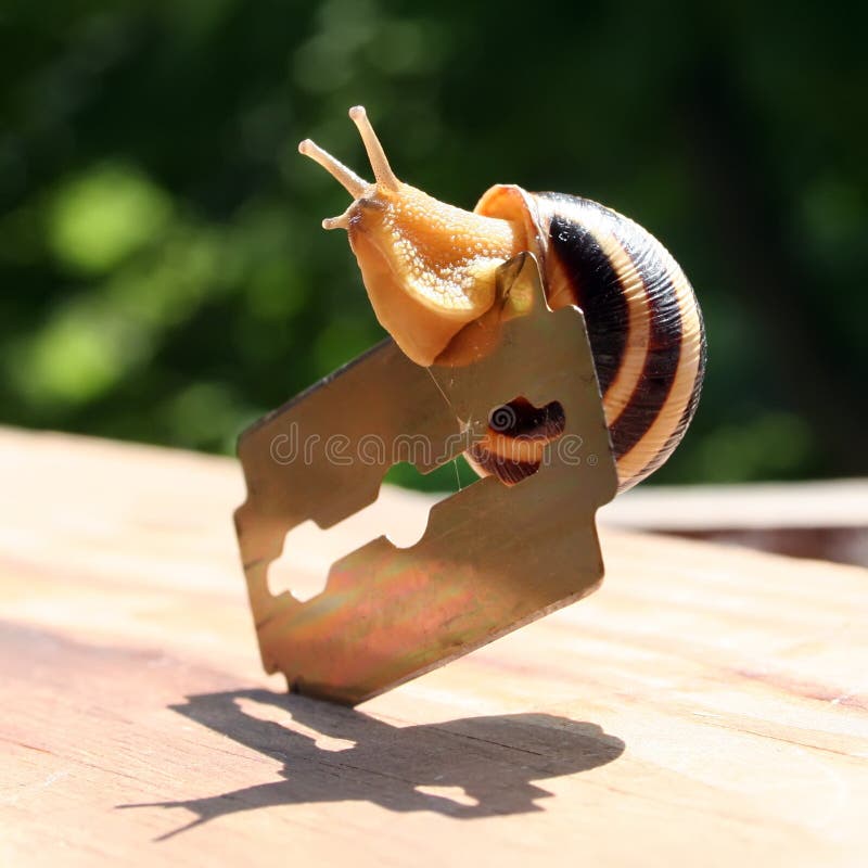 Snail Slids on the Sharp Edge of the Blade Stock Image - Image of helix ...