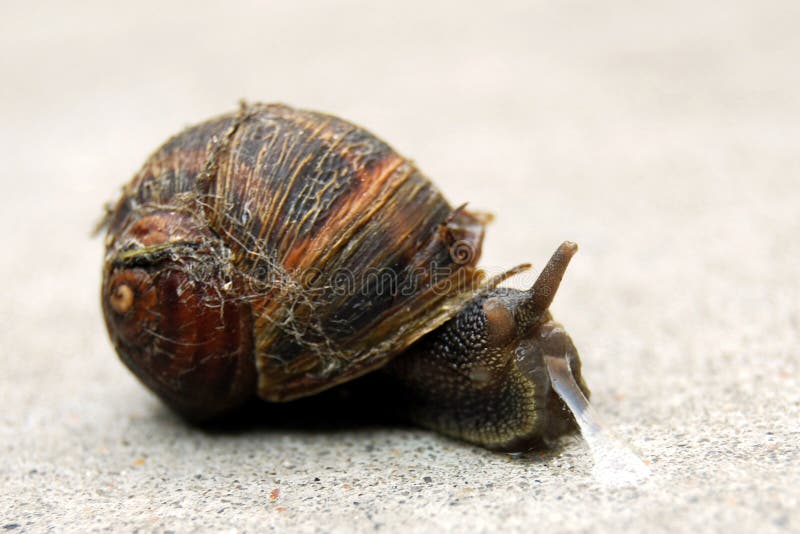 Snail with slime stock photo. Image of gastropod, snail - 5802802