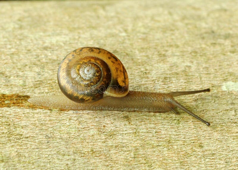 Snail stock photo. Image of dawdling, crawl, brown, home - 31114606