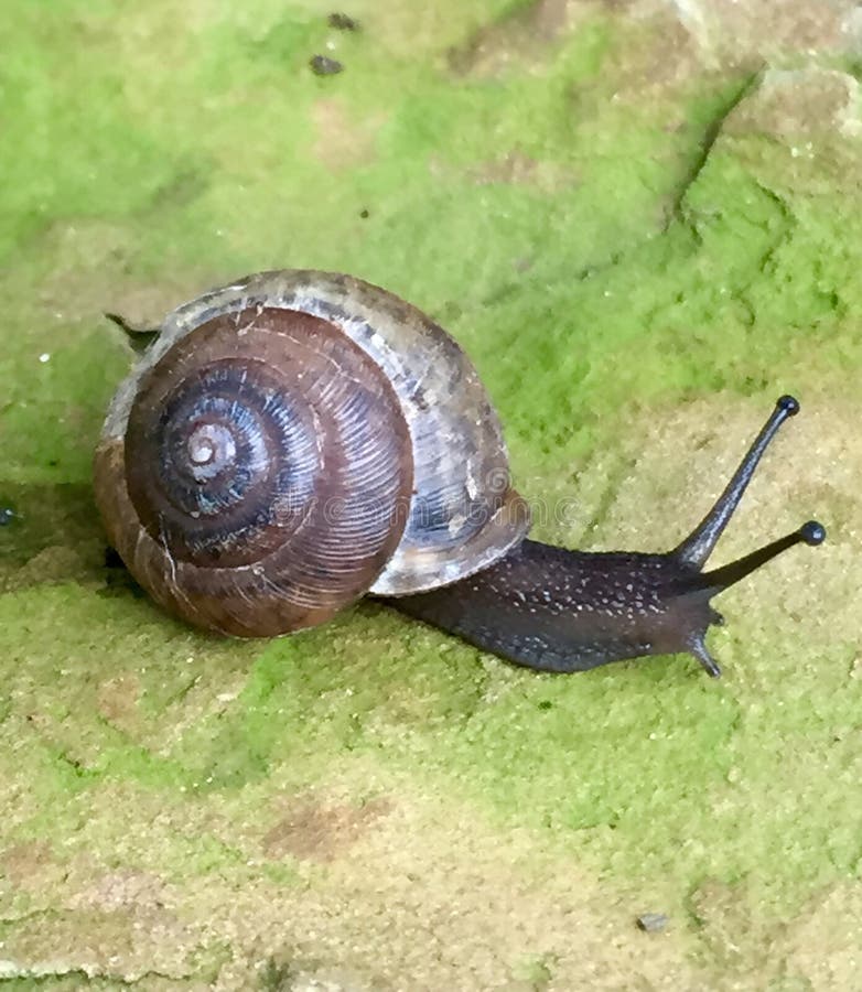 Snail stock image. Image of snail, animals, nature, spring - 54487791