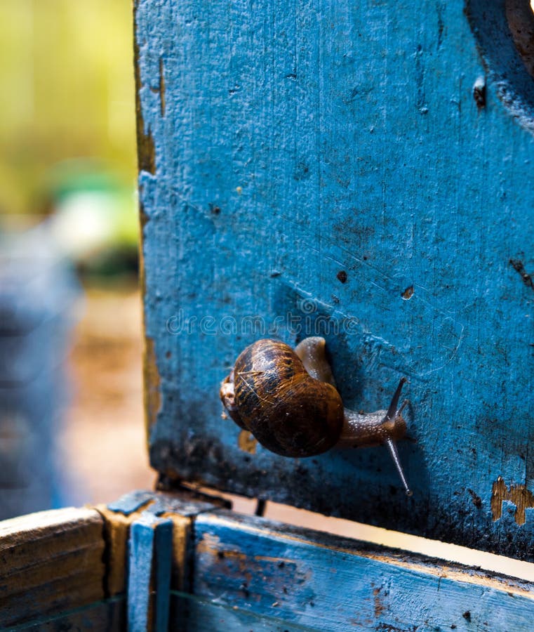 Snail Slithering Along a Wooden Panel Stock Photo - Image of ...