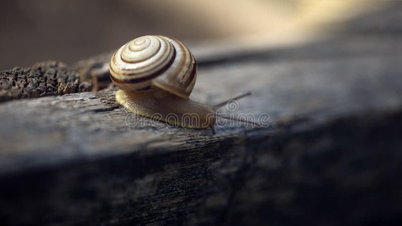 Snail on the Slope.Dynamics of Movement of Individual Creatures. Stock ...