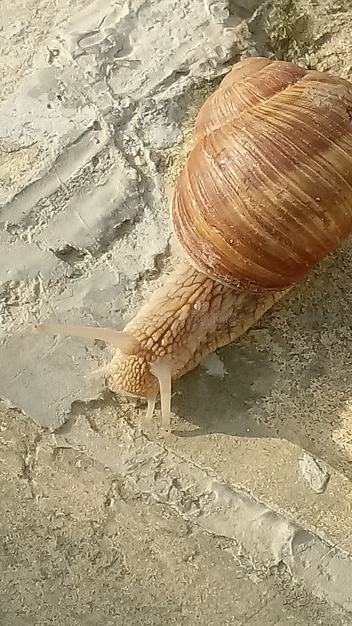 Snail stock image. Image of slow, covered, snail, animal - 114372627