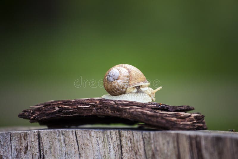 A Slow Animal that is Covered by a Shell. Stock Image - Image of helix ...