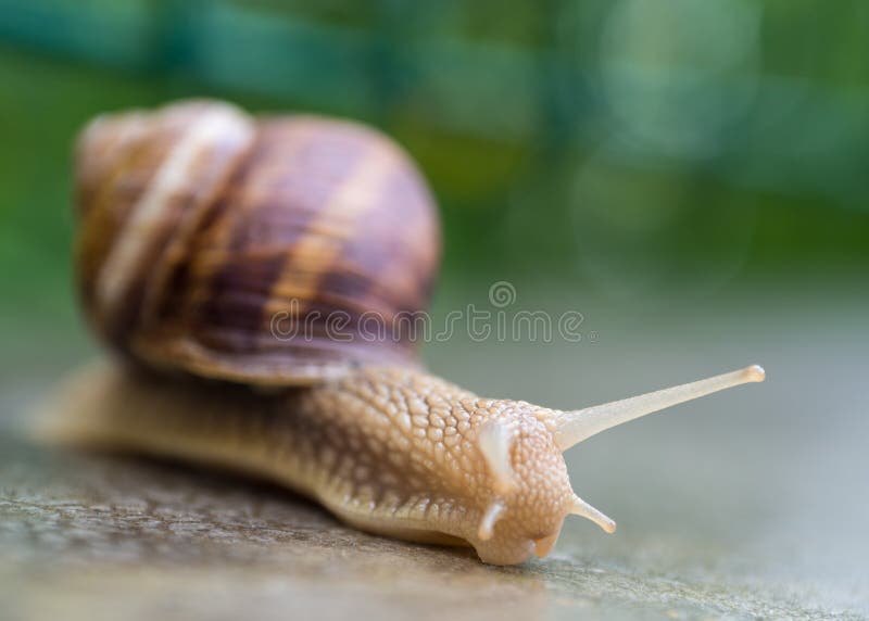 Snail Slow stock image. Image of garden, crawler, macro - 95044531
