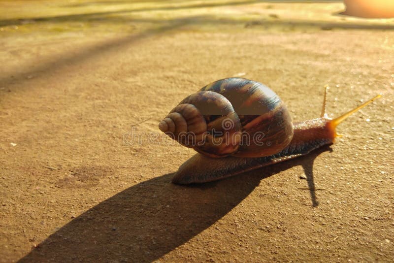 Snail stock photo. Image of slow, nature, sunshine, life - 126160376
