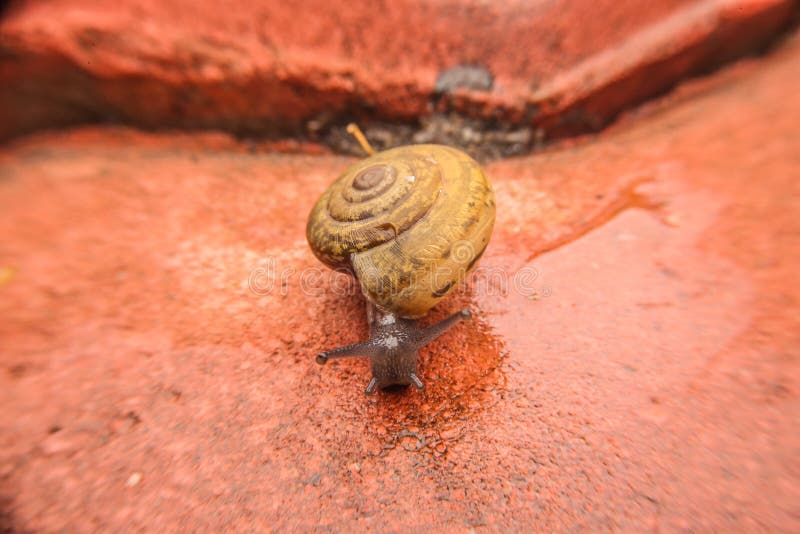 Snail slow move on brick stock photo. Image of water - 64130886
