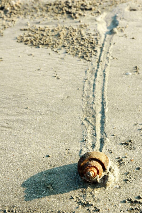 Snail Slow Pace on Sand stock photo. Image of soil, trail - 2420864