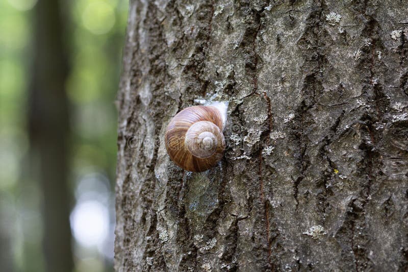 Snail Slowly Creeps Up To the Tree Stock Photo - Image of crawl, summer ...