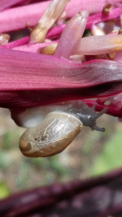 Snail eating stock image. Image of nature, flower, snail - 44252523