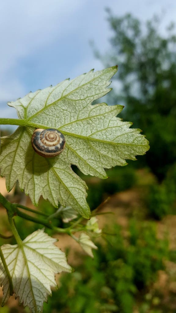 Snail stock image. Image of small, colorfull, snail, garden - 72548825
