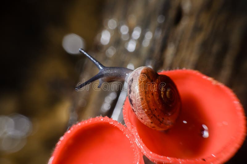 Snail stock photo. Image of farm, lonely, meal, nature - 57341106