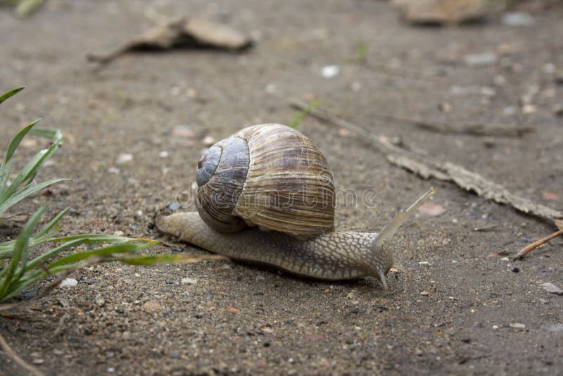 Snail stock image. Image of snail, shell, plate, flora - 38903643