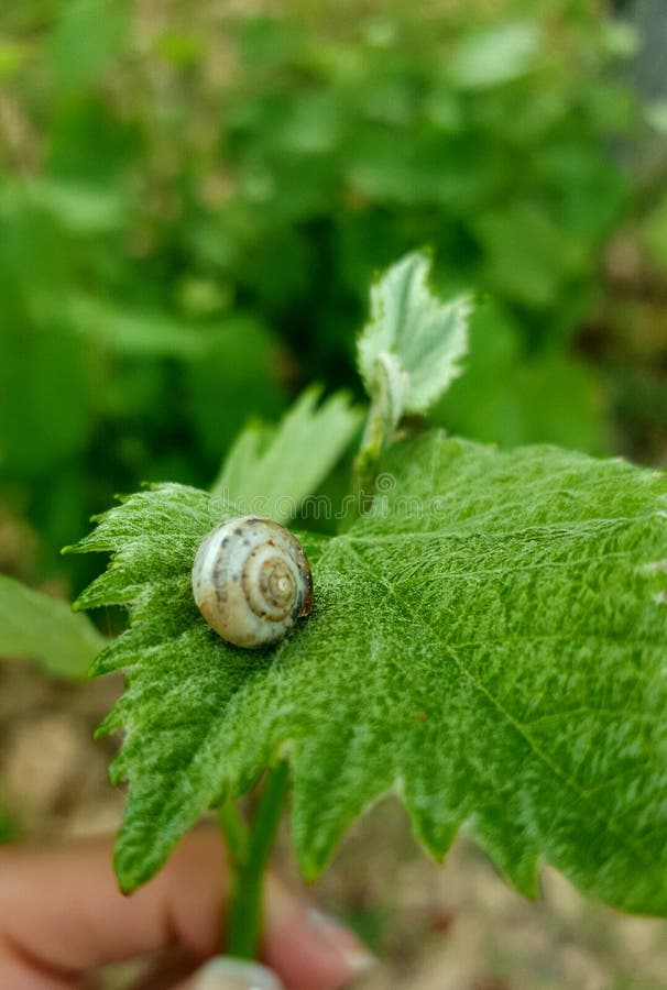 Snail stock image. Image of small, nature, snail, white - 72549357