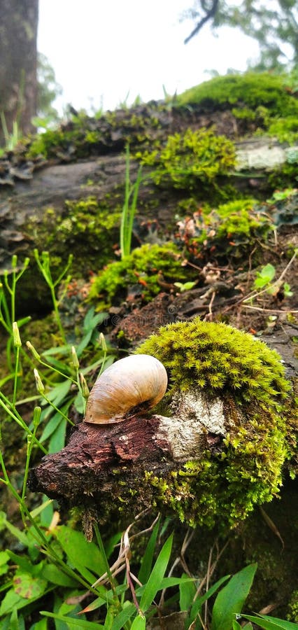Snail stock image. Image of lucking, wildlife, garden - 263295011