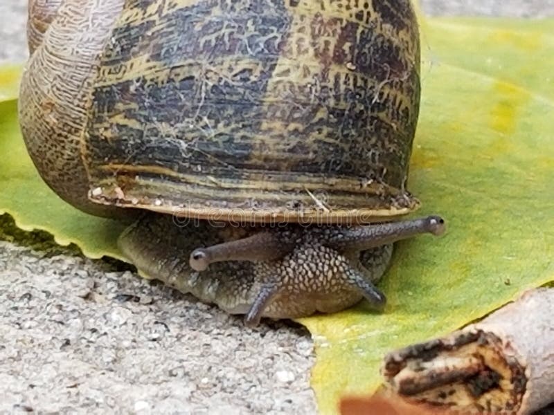 Snail stock image. Image of bugs, snail, mollusks, biology - 157155021