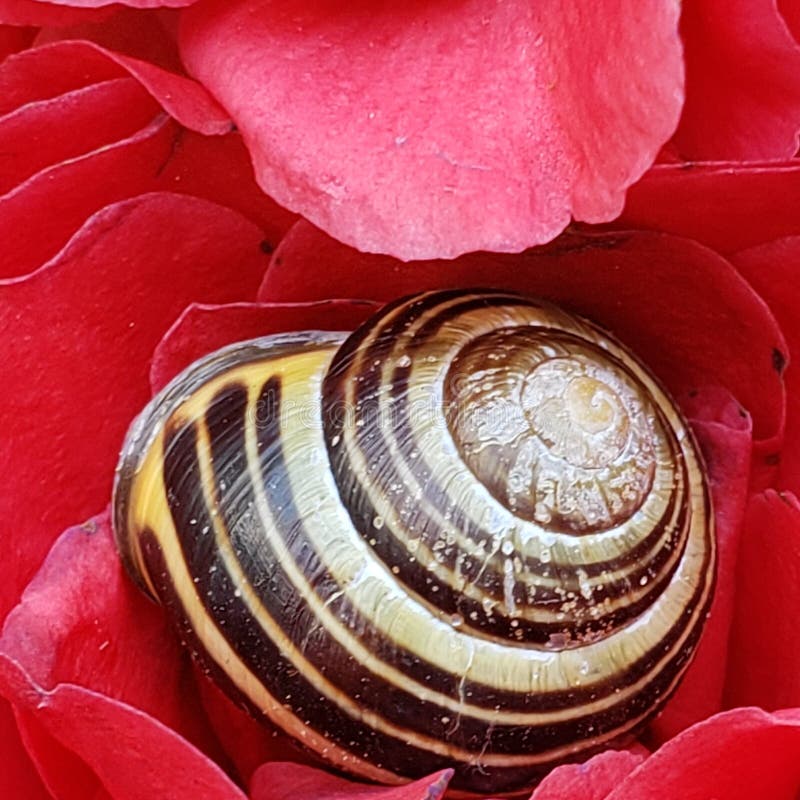 Snail stock image. Image of snail, flower, pretty, garden - 122050095