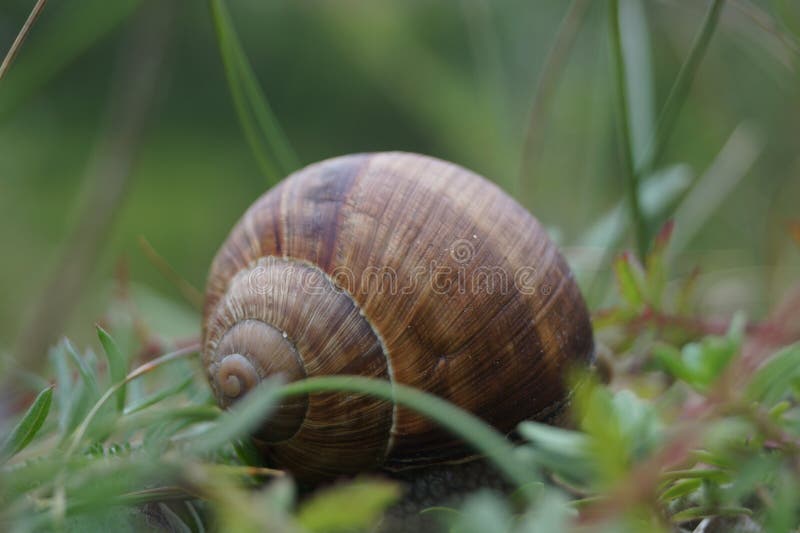 Snail stock photo. Image of snail, nice, shell, grass - 113106334
