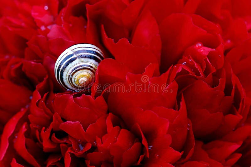 A Snail with Snail Shell on a Red Peony Stock Photo - Image of peony ...