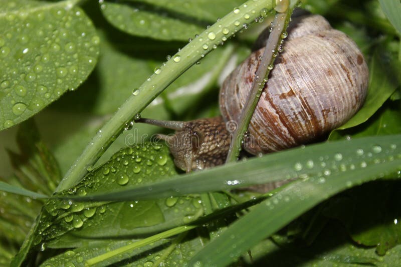 Snail Macro in Natural Environment Stock Photo - Image of decorative ...