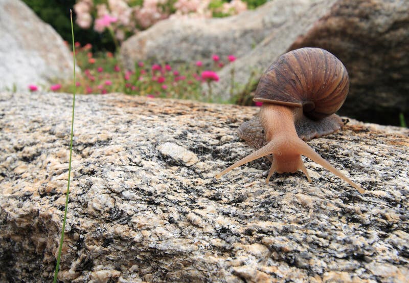 Snail stock image. Image of animated, action, slow, shell - 59537345