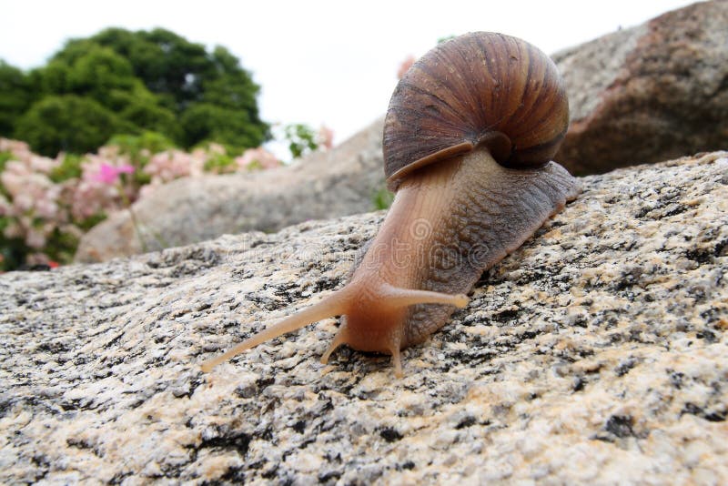 Snail stock photo. Image of snail, cute, slippery, shell - 59537364