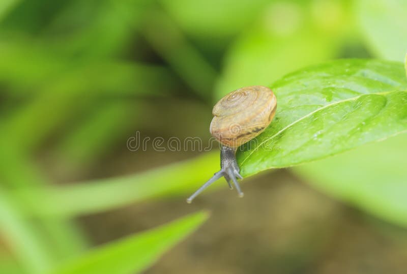 Snail stock photo. Image of natural, organic, green, food - 78568528