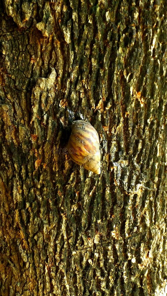 Snail stock image. Image of snail, organism, tree, brak - 100619091
