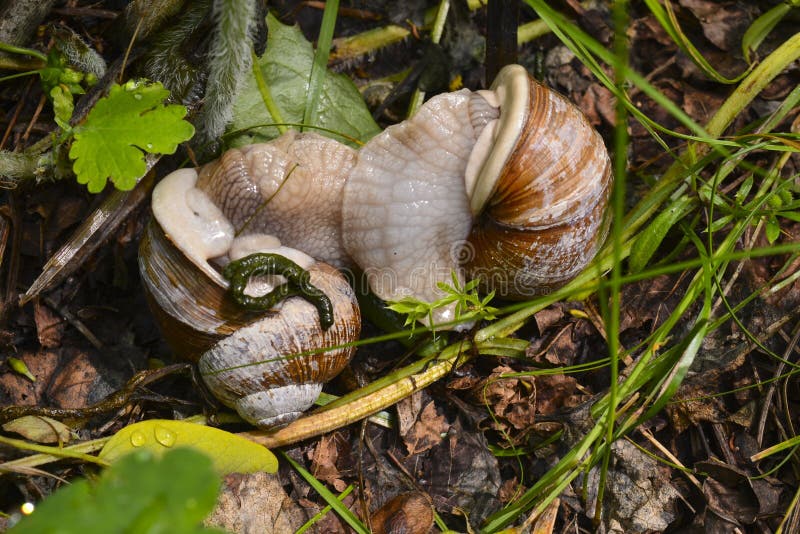 Snail stock photo. Image of snail, slime, snails, shell - 71775510