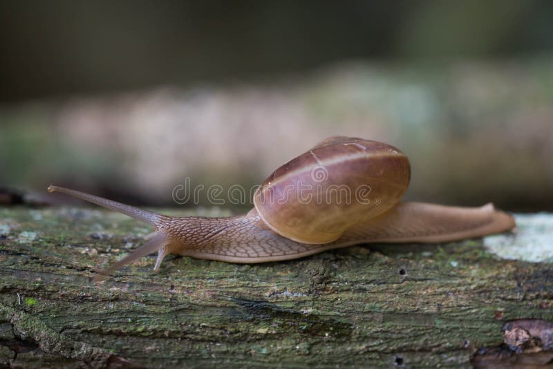 Snail stock photo. Image of season, brown, life, animal - 98152576