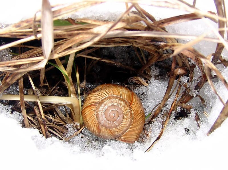 Snail in the snow stock photo. Image of moving, crawling - 49787052