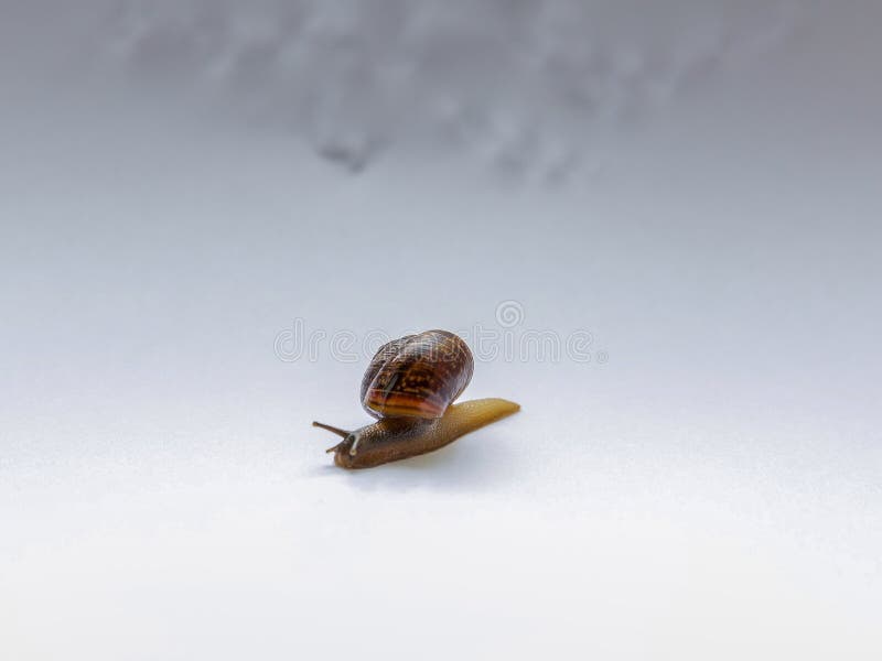 Snail in the snow stock photo. Image of animal, nobody - 49787052