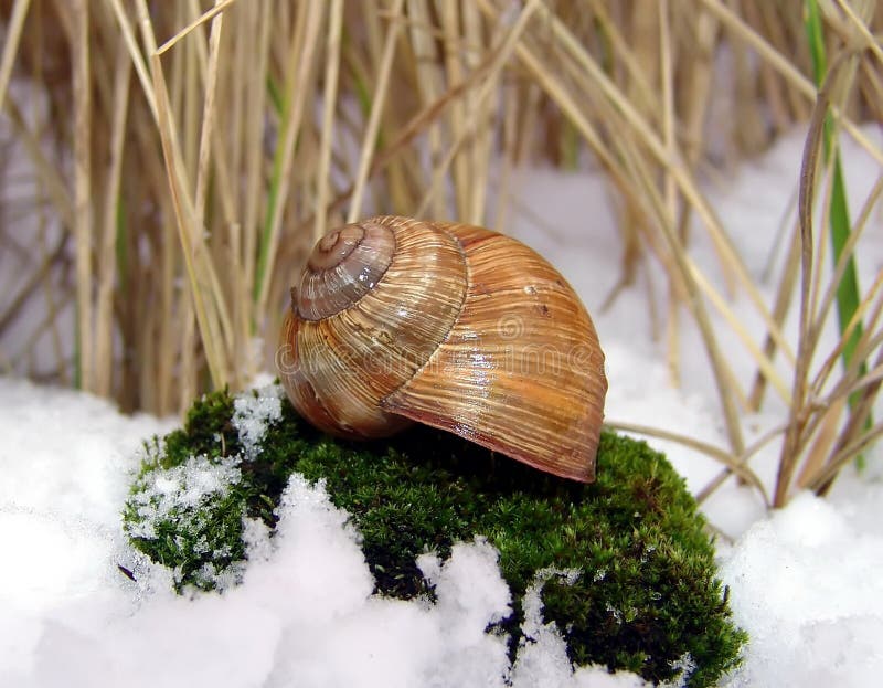 Snail in the snow stock photo. Image of moving, crawling - 49787052