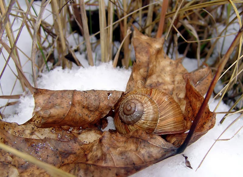 Snail in the snow stock photo. Image of slimy, wild, winter - 49786964