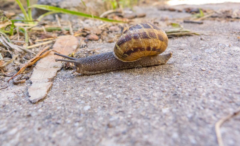 Snail in the soil stock image. Image of closeup, wildlife - 175503089