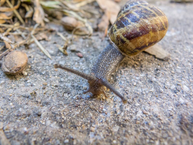 Snail in the soil stock photo. Image of selective, motion - 176123524