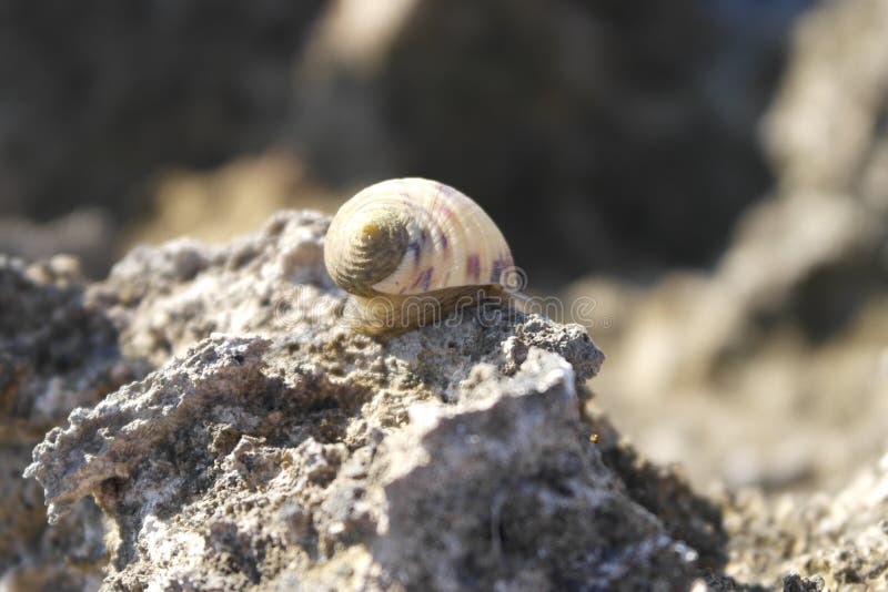 Snail at south Coast cuba stock image. Image of grey - 102621385