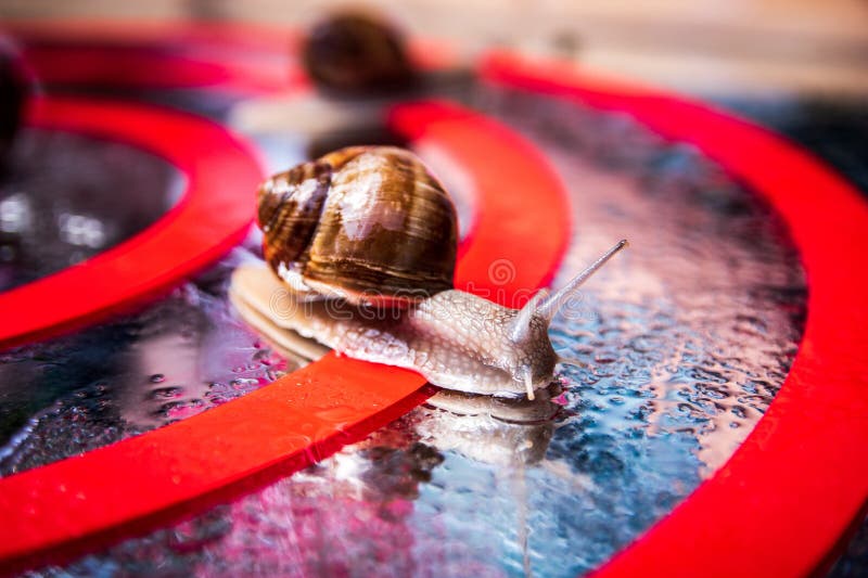 Snail Speed Competition in the Ring Stock Photo - Image of horns, water ...