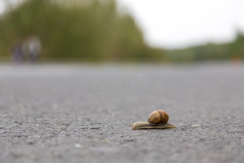 Snail Trying To Pass a Highway Stock Image - Image of light, cross ...