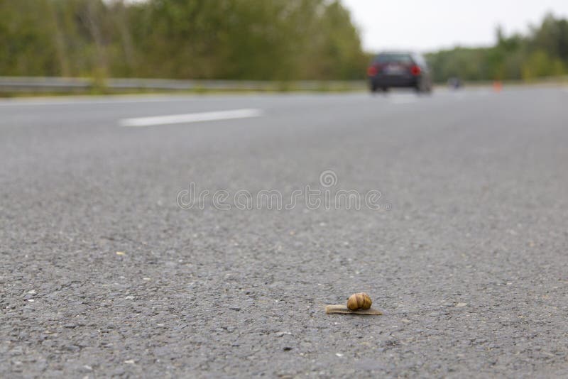Snail Trying To Pass a Highway Stock Image - Image of lazy, cross: 51058499