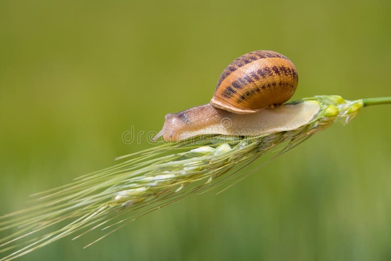Snail on a spike stock photo. Image of spike, close, barley - 24226776