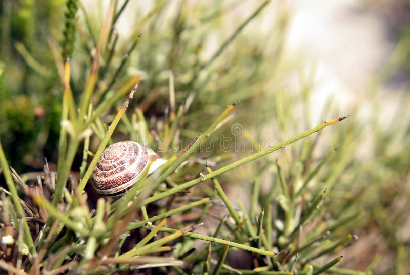 Snail on spiky bush stock image. Image of vivid, leafs - 52653015