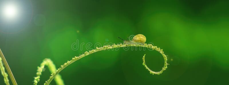 Snail on a Spiral or Curly Leaf.Blurred Green Background Stock Photo ...