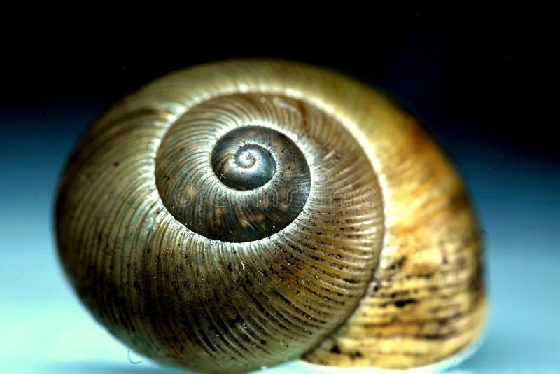 Snail stock image. Image of nature, insects, spacelike - 79195165