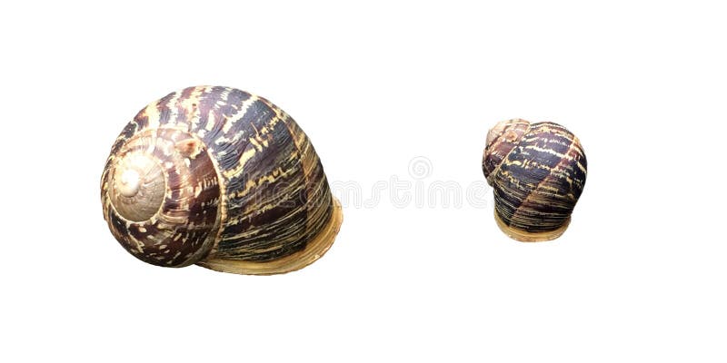 Snail Spiral Shell Top and Side View Isolated Stock Photo - Image of ...