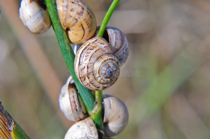 Snail on a stalk of grass stock image. Image of nature - 27004023