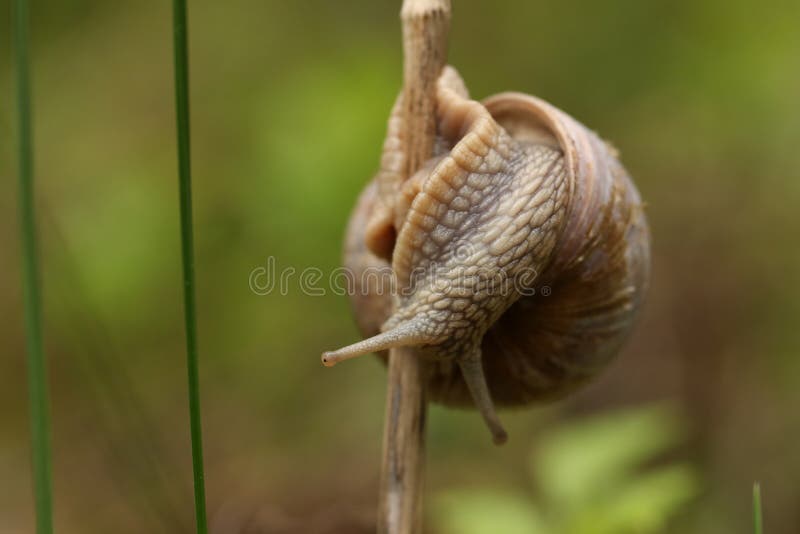 Snail stock image. Image of invertebrates, gastropod - 94514319