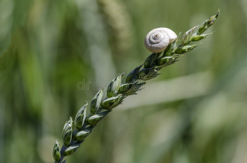 Snail on the Stalk of Wheat Stock Photo - Image of growth, farming ...